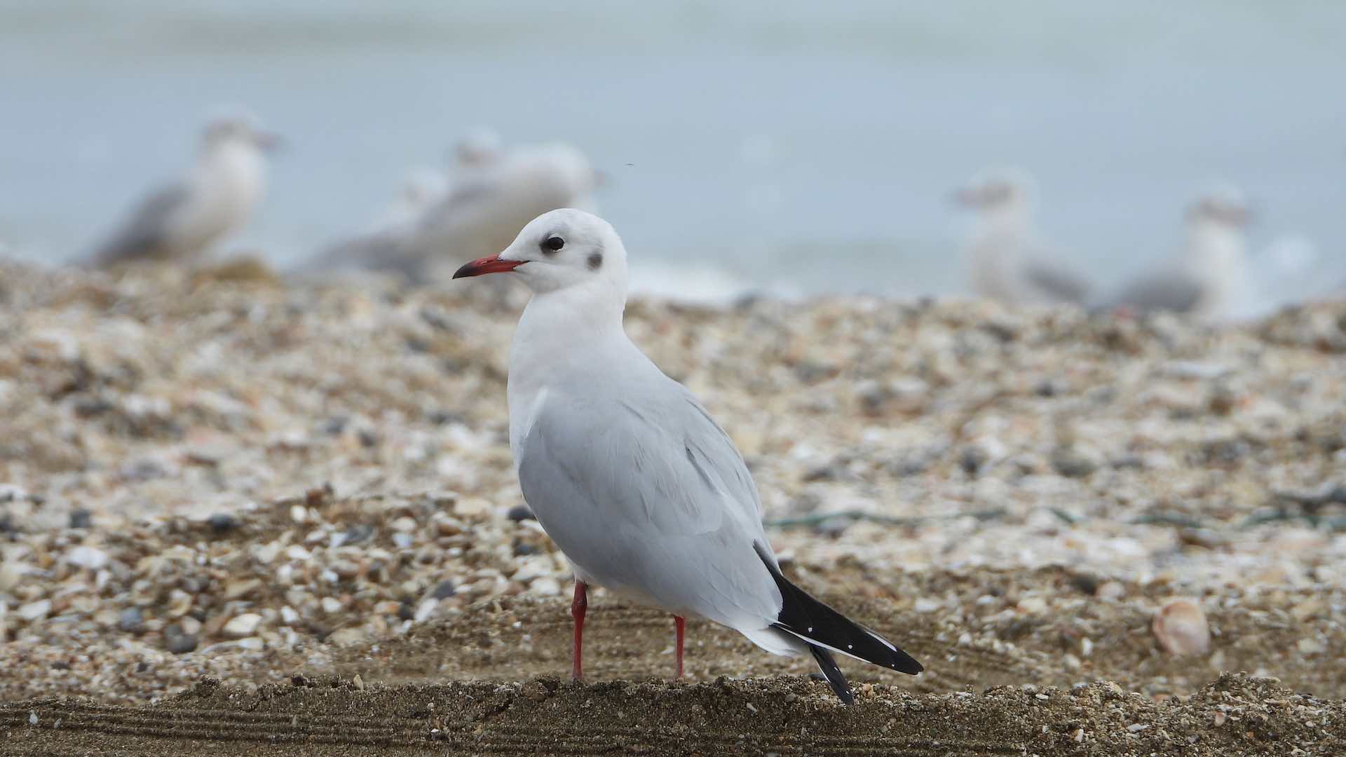Sharjah completes Middle East’s first seabird marine debris study ...
